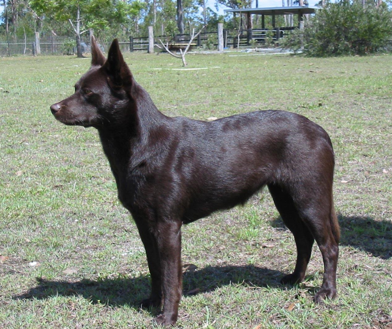 In the Show Ring - Callicoma
