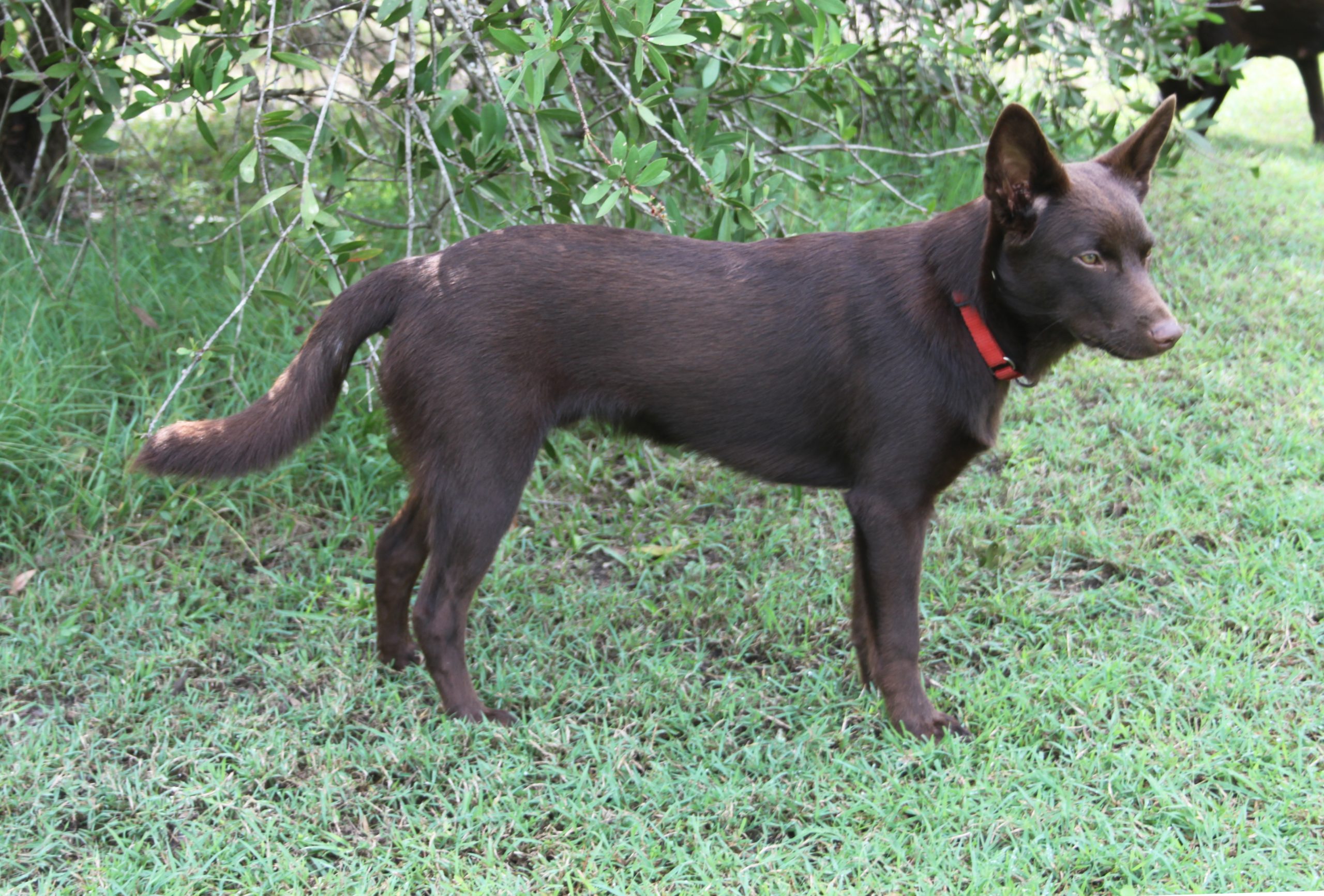 Callicoma Trailblazer