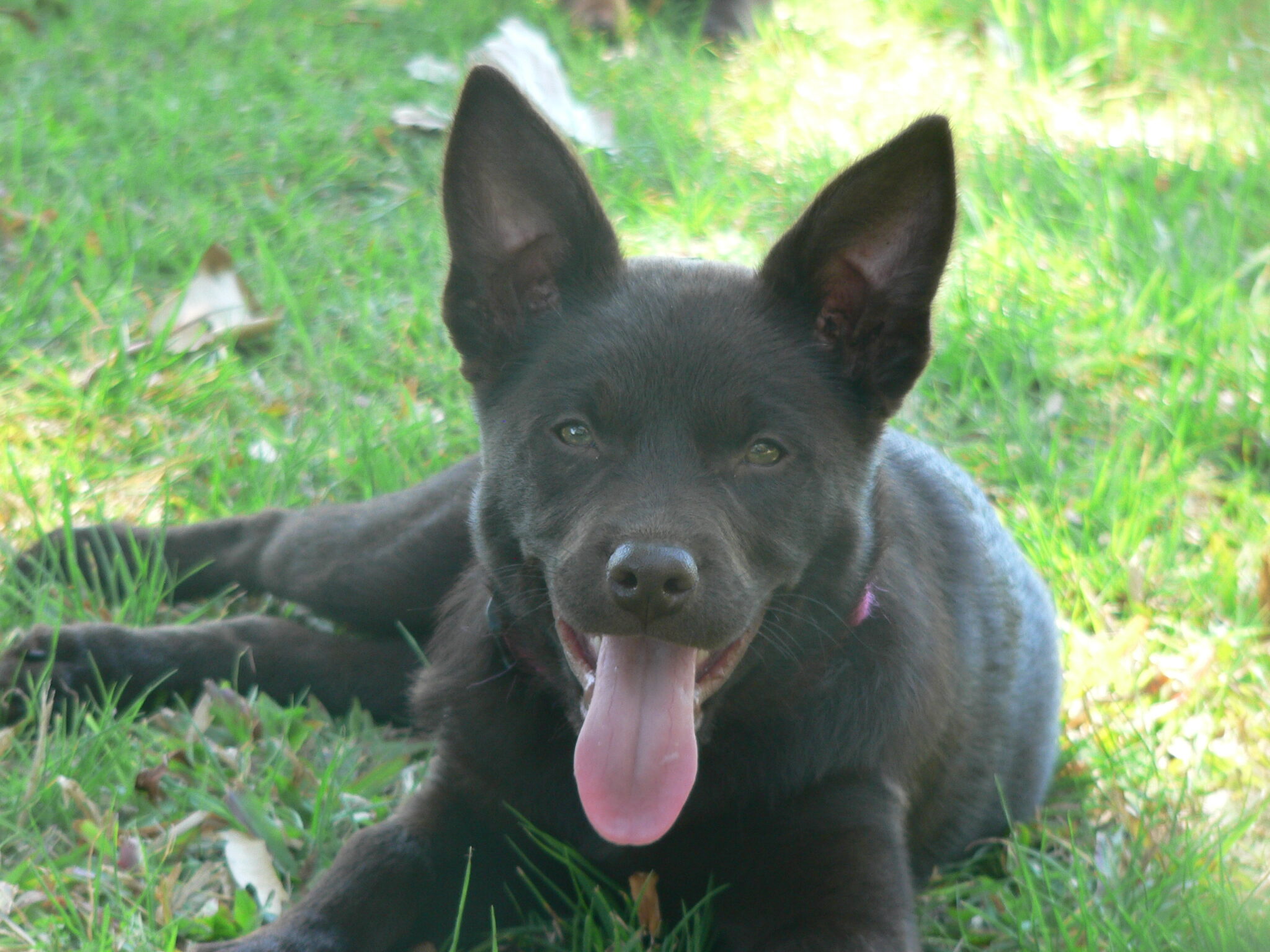Female Kelpies Archives - Callicoma
